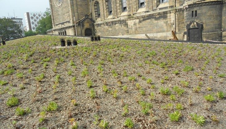 Zielony dach, ekologiczny dach – wykonawstwo | Tectum Group